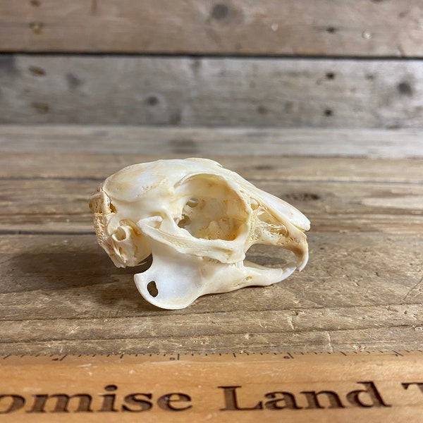Rabbit Skulls - Etsy