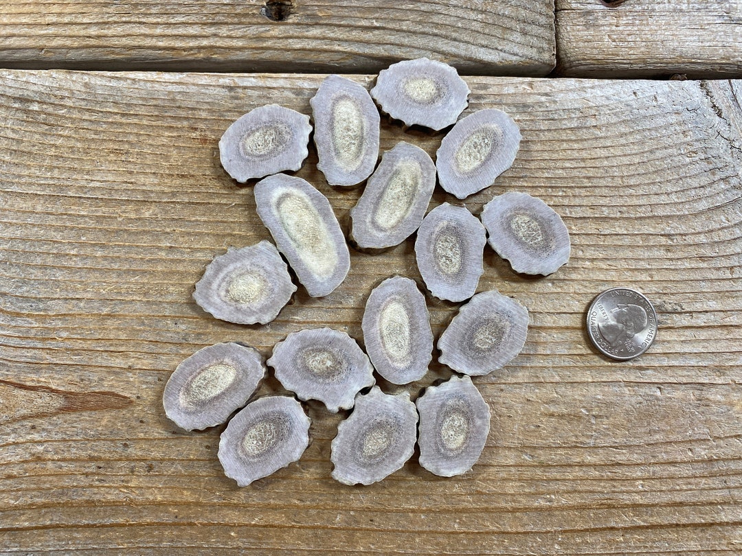 Lot of Whitetail Deer Antler Slices - 16 Matching - Extra Large- Lot No ...