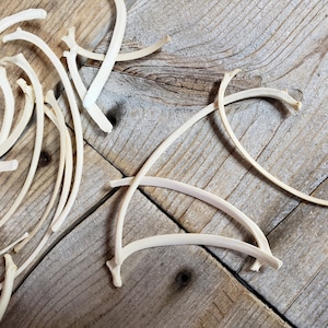 Western Coyote Ribs- Real Bone - 4 Pieces- Stock No. 1-122 - Etsy