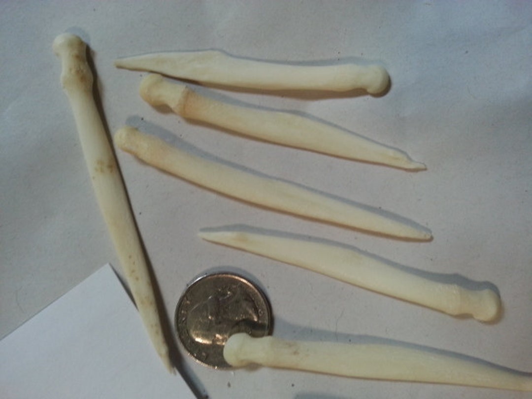 Mule Deer Needle Bones - Real Bones - Undrilled - 5 Assorted Pieces ...
