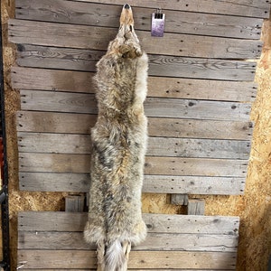 Pale Coyote Pelt - Wallhanger Quality Fur - Soft Tanned Hide - Lot No ...
