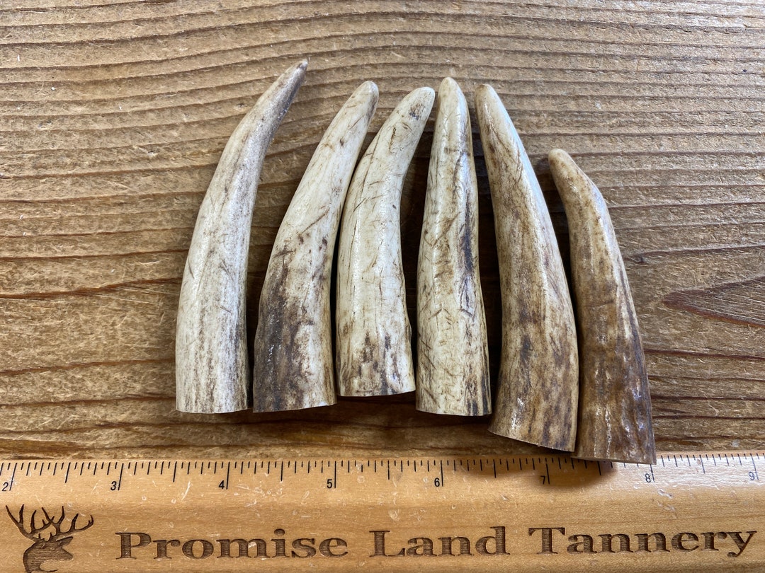 Elk Antler Points - Drilled Your Way - Lot No. 230604-FF - Etsy