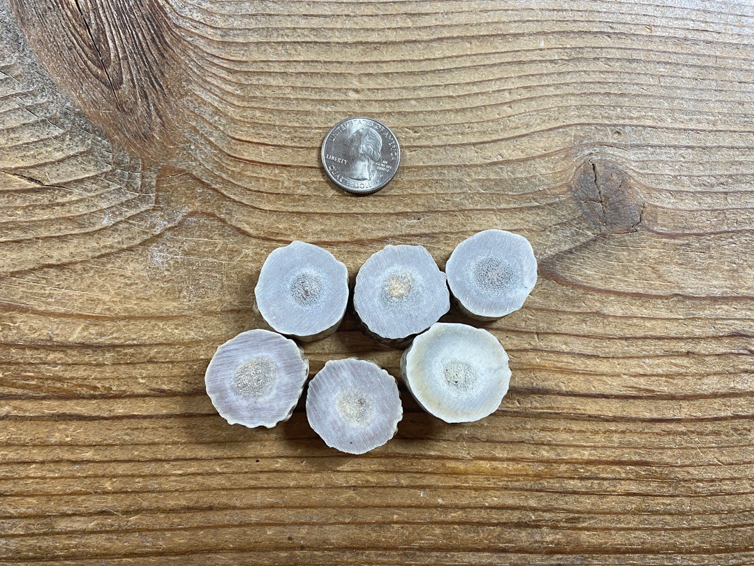 Deer Antler Slices - 6 Thick Cut for Ring Stock - Lot No. 220710-R - Etsy