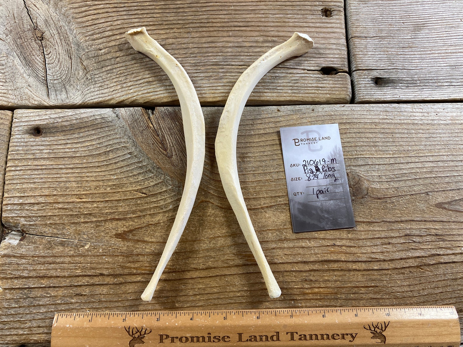 Pig Rib Bones Pair of Bones Real Bone Lot No. 210619-M - Etsy