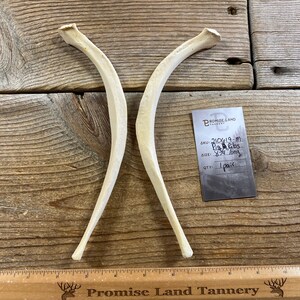 Pig Rib Bones - Pair of Bones - Real Bone - Lot No. 210619-M - Etsy