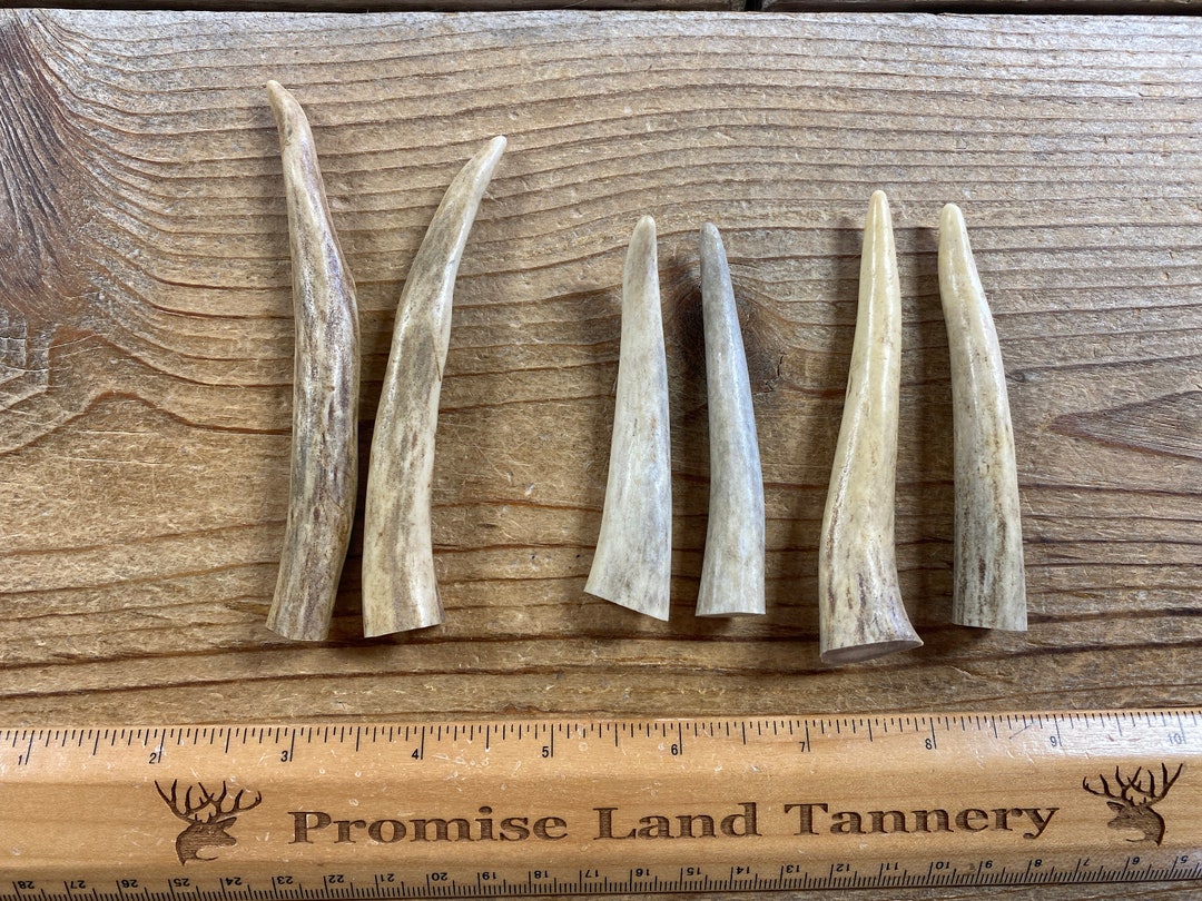 Three Pairs of Deer Antler Points - Natural Deer Antlers - Lot No ...