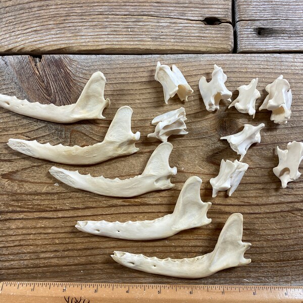 Skull Jewelry - Etsy