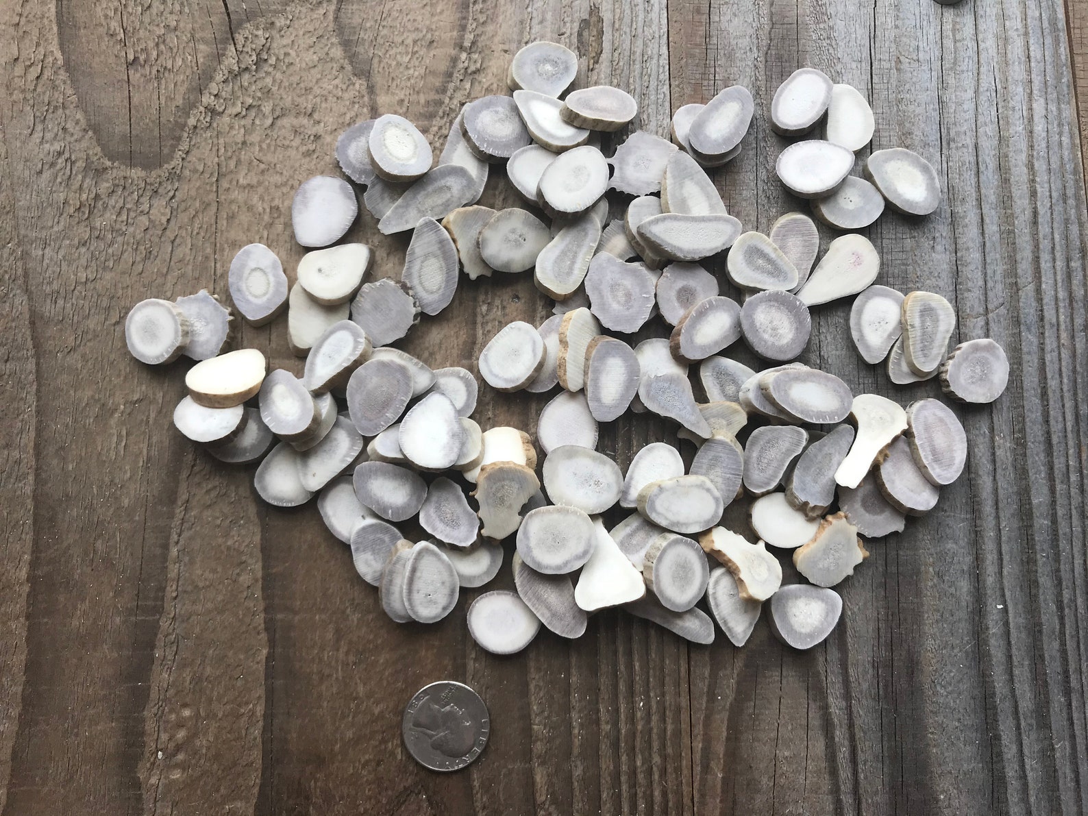 Deer Antler Slices - Medium Size - Choice of Bag Size - Stock No ...