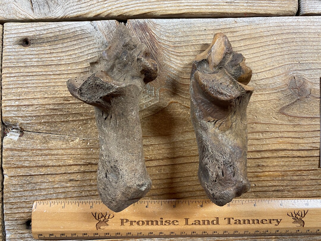 Lot of 2 Fossil Bison Calcaneus Bones - Nebraska - Lot No. 211028-R - Etsy