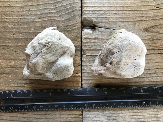 Nature Cleaned Cow Patella Bones Knee Cap Bones Real Bone | Etsy Canada