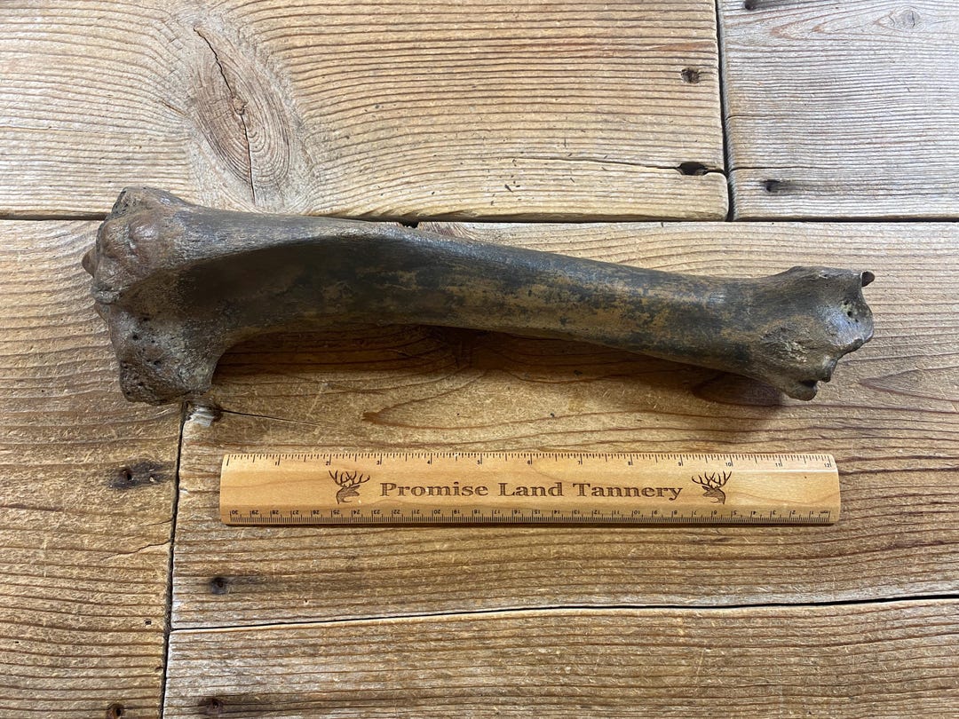 Fossil Bison Tibia Bone - Nebraska - Lot No. 240609-QQ - Etsy