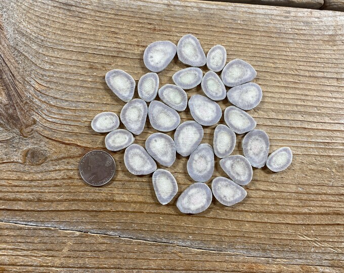 Deer Antler Slices - Matching - 27 Thin Cut Pieces - Small-large - Lot ...