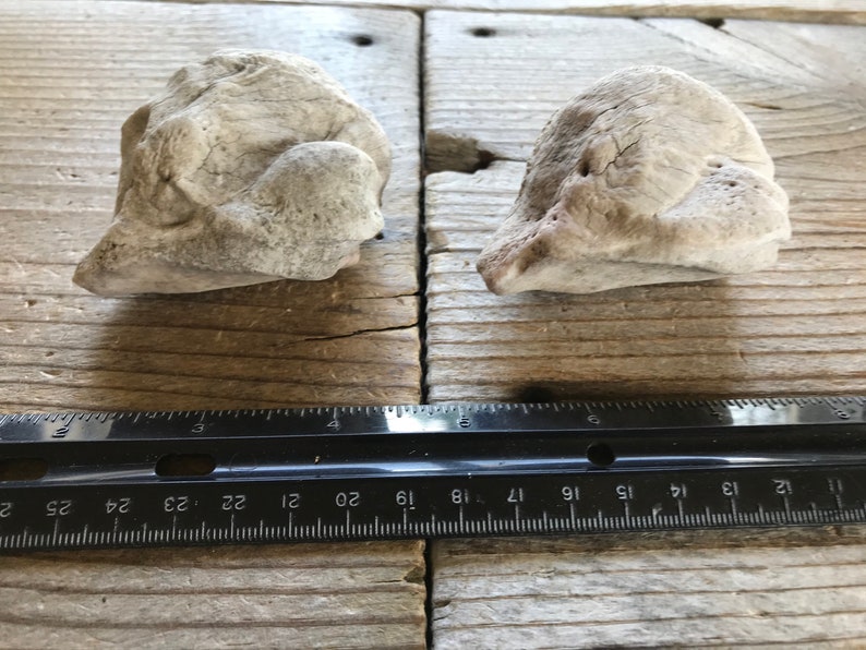 Nature Cleaned Cow Patella Bones Knee Cap Bones Real Bone - Etsy Canada