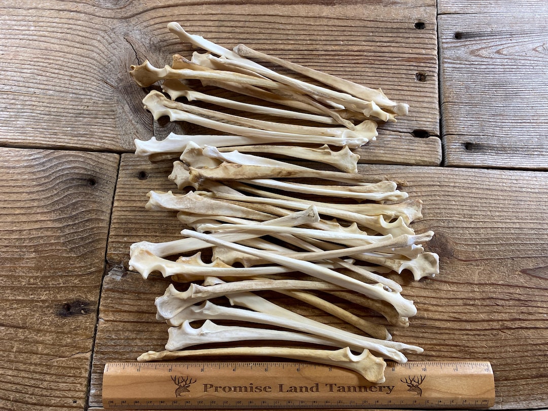 Coyote Bones - Ulna - 35 Real Bones - Lot No. 240811-ZZ - Etsy