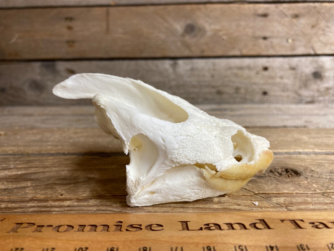 Snapping Turtle Skull Collector Quality Chelydra Serpentina Lot No ...