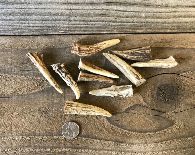 Deer Antler Points Tips - 2-3 Inches - 10 Pieces - Lot No. 190511-M - Etsy