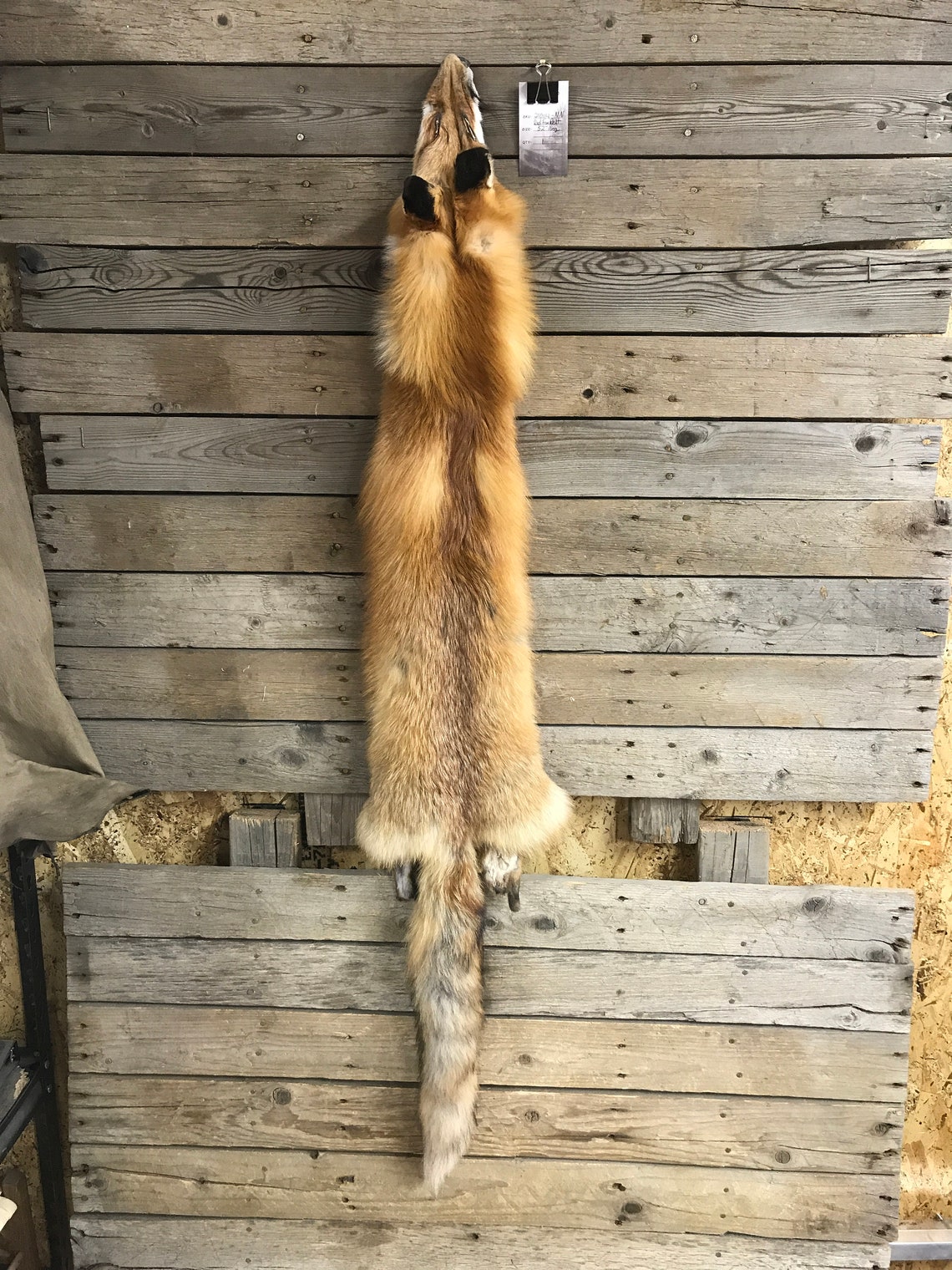 Red Fox Pelt Wallhanger Quality Fur Soft Tanned Hide Lot - Etsy