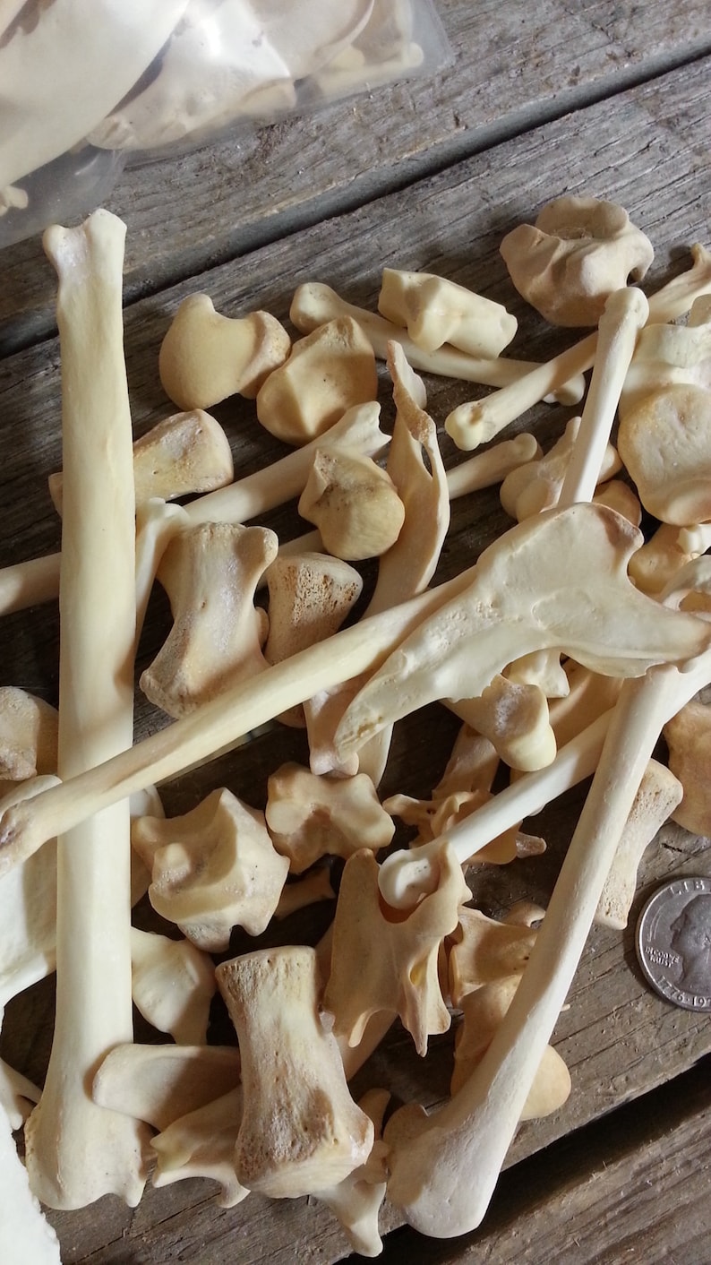 Bag of Bones - 8 Ounces of Assorted Real Animal Bones Toe, Leg, Ribs ...