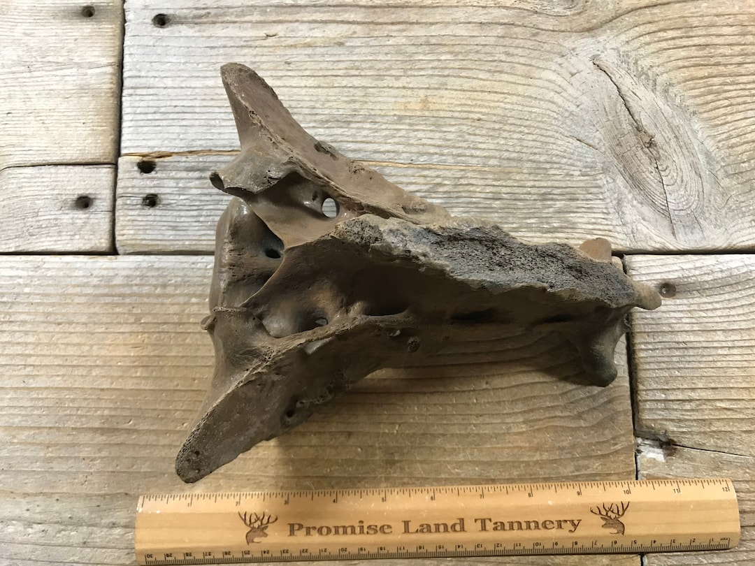 Fossil Bison Sacrum Bone Nebraska Lot No. 201016-AA - Etsy