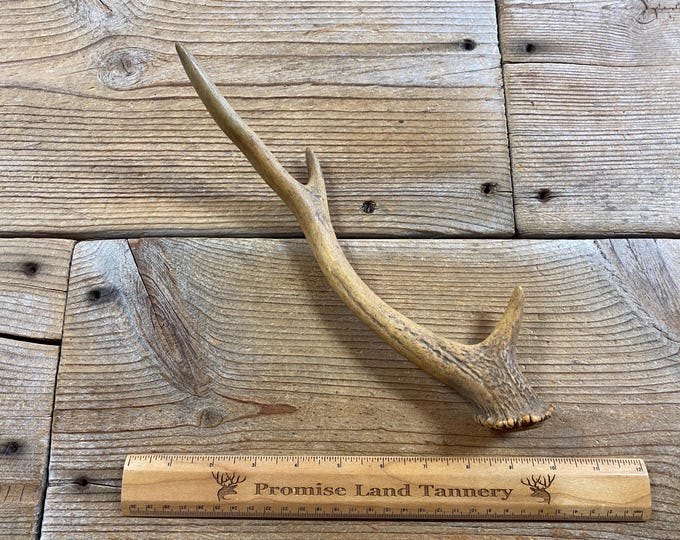 Sika Deer Antler - Exotic Antler - 3 Point - Lot No. 240919-JJ - Etsy