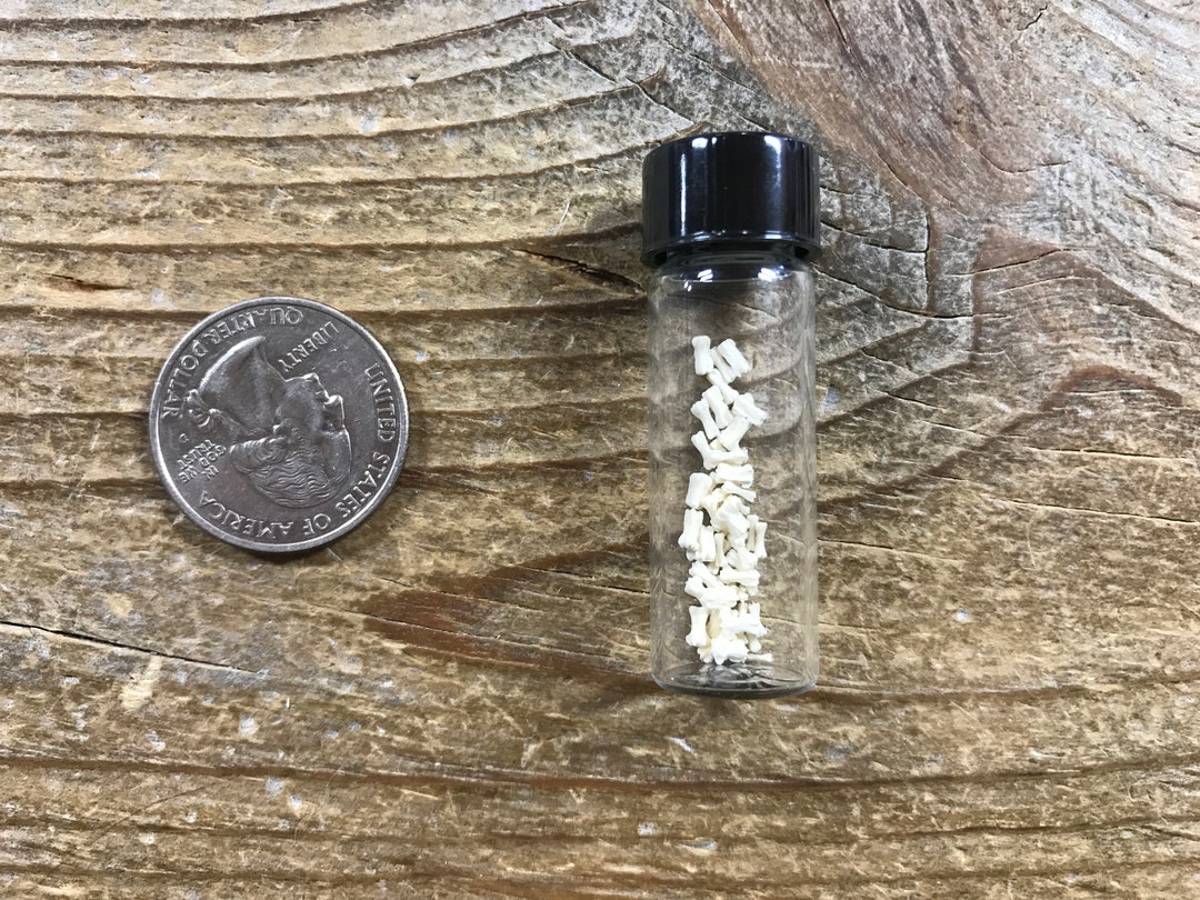 Vial Filled With Mouse Tail Bones Lot No. 210204-KKK - Etsy