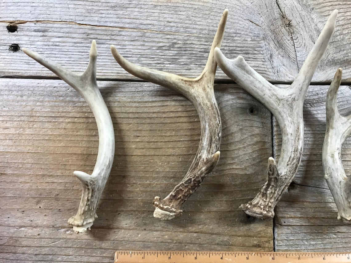 Extra Small Deer Antler - 3 Point Shed - Whitetail Deer - 1 Antler ...
