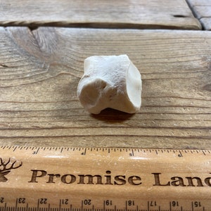 Mini Horse Short Pastern Bone Real Bone Lot No. 211107-UUU - Etsy