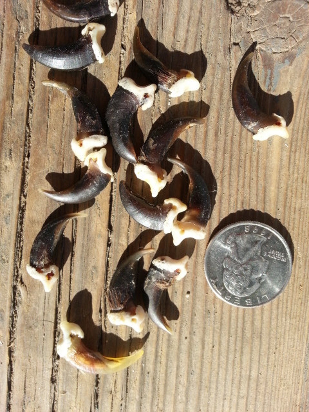 Real Coyote Claws - Natural Finish - Bag of 10 Pieces - Stock No. 1-8 ...