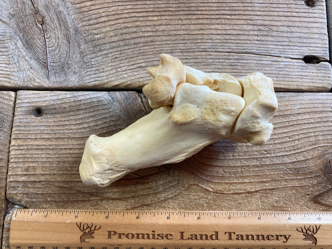 Set of Cow Heel Bones - Real Bones - Lot No. 230302-XX - Etsy