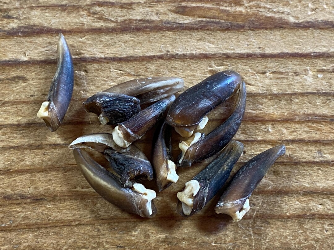 Real Beaver Claws- Natural Finish- Bag of 10 Pieces Stock No. 1-49 - Etsy