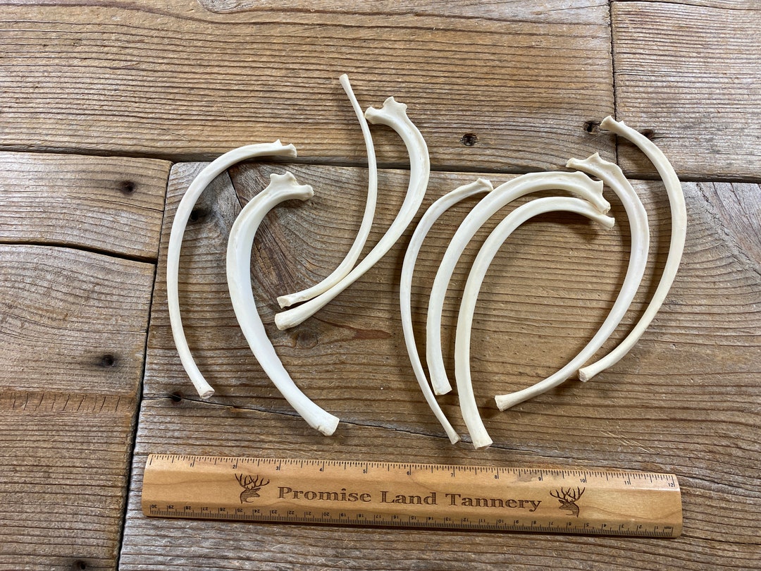 Jewlery Assortment of Pig Rib Bones - Real Bone - Lot No. 231102-B - Etsy