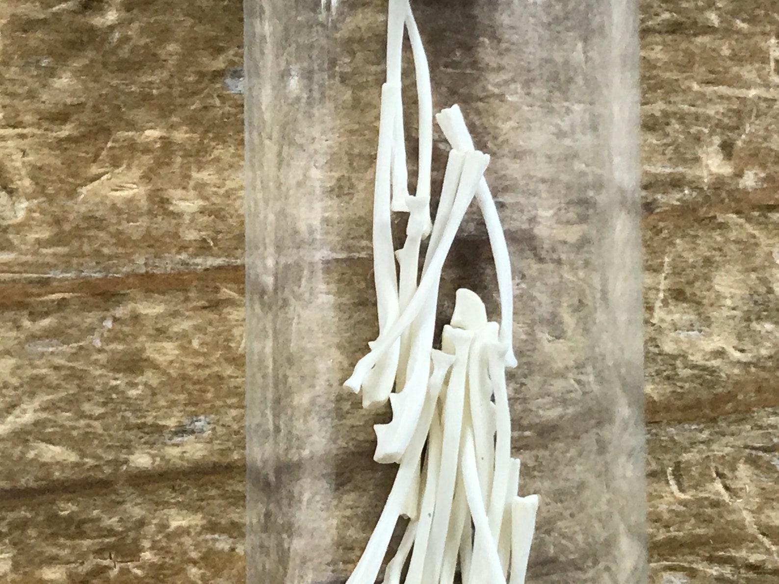 Vial Filled With Mouse Radius and Ulna Bones - Lot No. 210204-R - Etsy