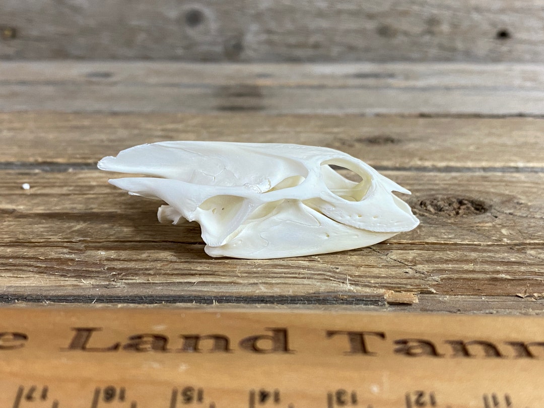 Spiny Soft Shell Turtle Skull Collector Quality Lot No. 220804-FF - Etsy