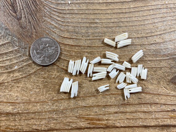 Muskrat Teeth Real Animal Teeth 30 Pieces Lot No. - Etsy UK