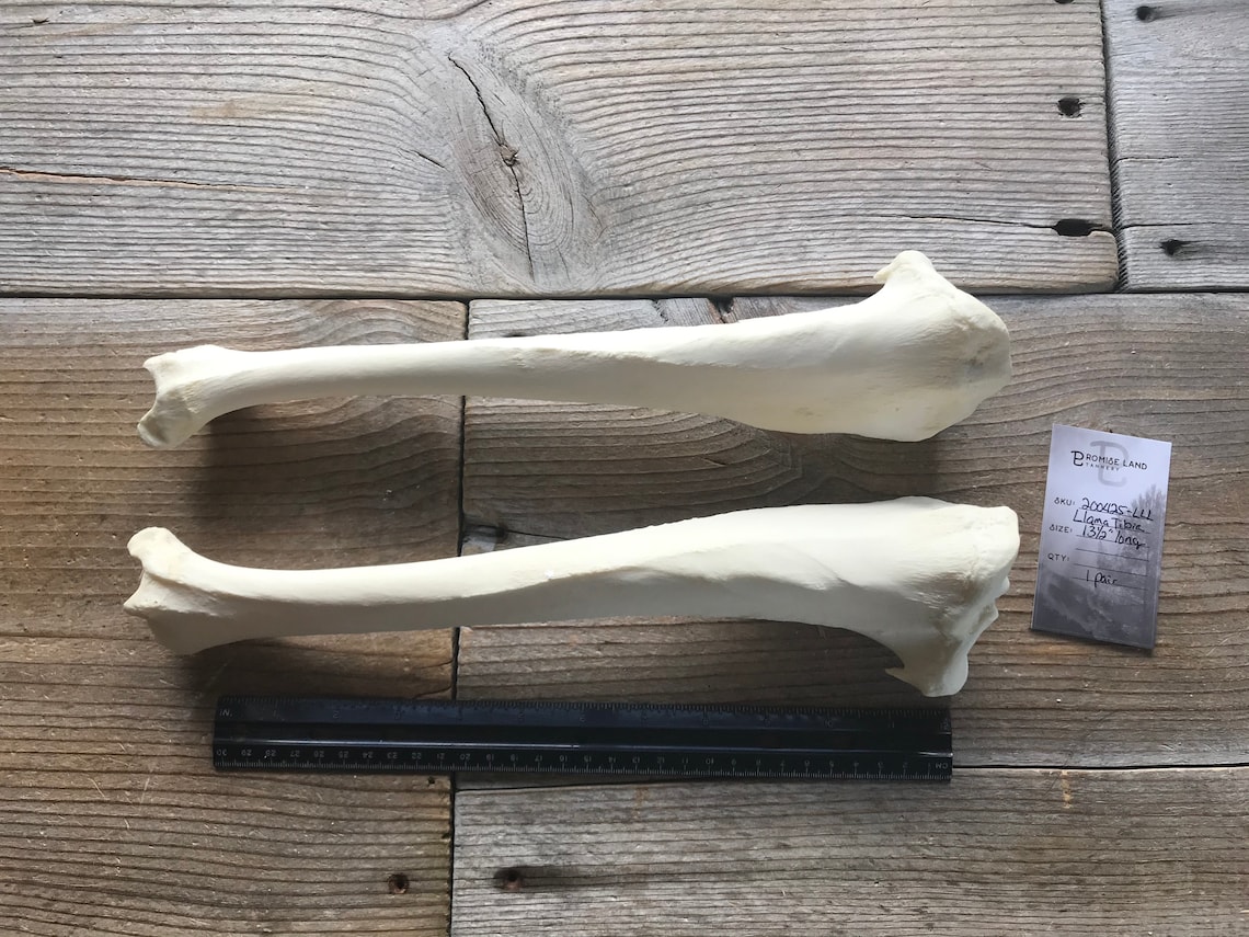 Pair of Llama Leg Bones Tibia Real Bone Lot No. - Etsy UK