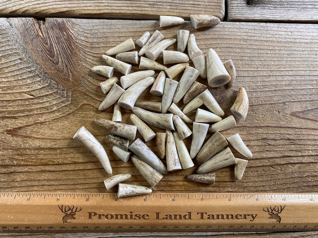 Bulk Lot of 50+ Elk Antler Tips or Points - 1/2-1 7/8 Inches - Lot No ...