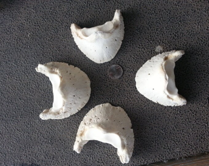 One Horse Coffin Bone - Hoof Bone - Real Bone Stock No. HCB - Etsy