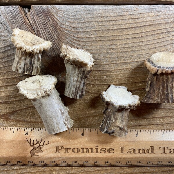 Deer Knobs - Etsy