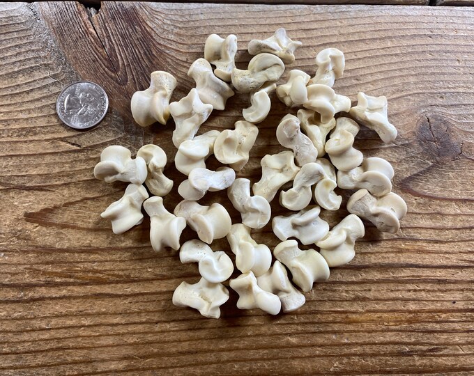 Small Coyote Toe Bones - Real Bones - Undrilled - 20 Assorted Pieces ...