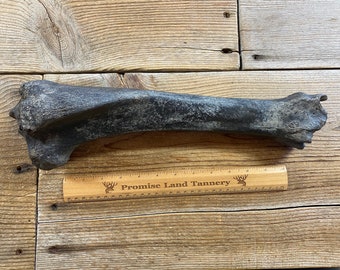 Fossil Bison Thoracic Vertebra Bone Nebraska Lot No. 200510-VVV - Etsy