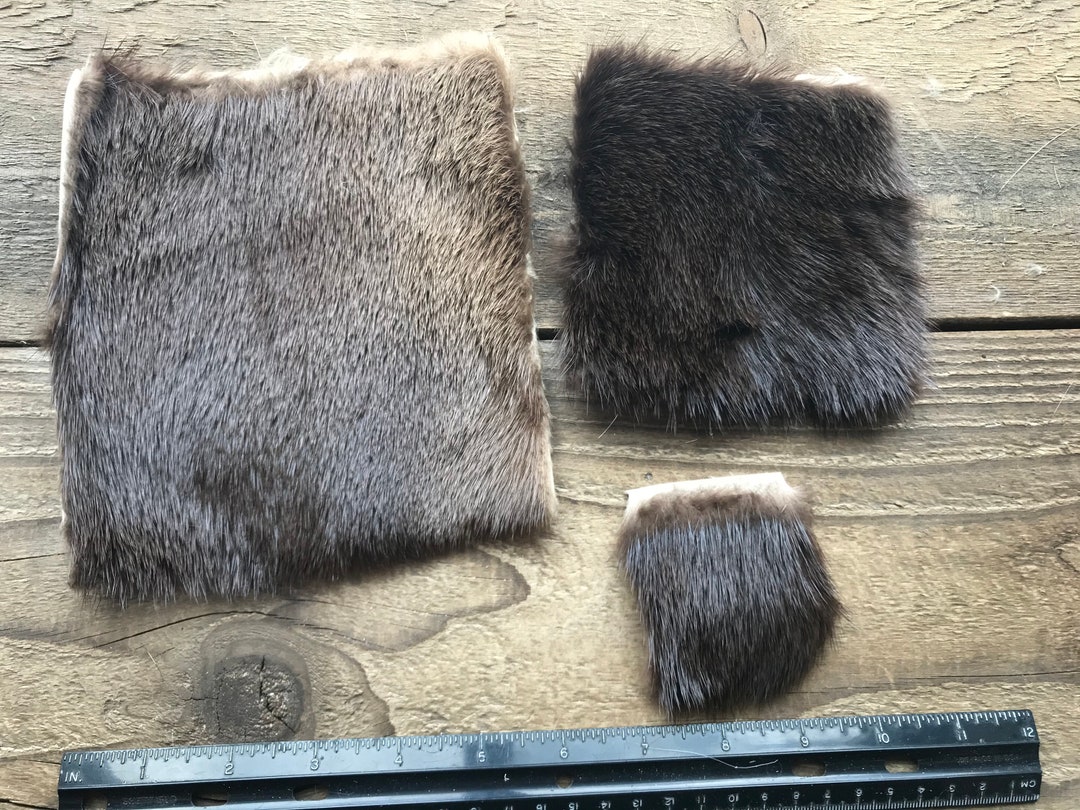 River Otter Hair on Hide Piece - Choice of Size - Stock No. FUR-74 - Etsy