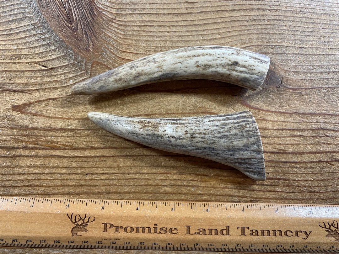 Lot of 2 Medium Moose Antler Points - Natural Moose Antlers - Lot No ...