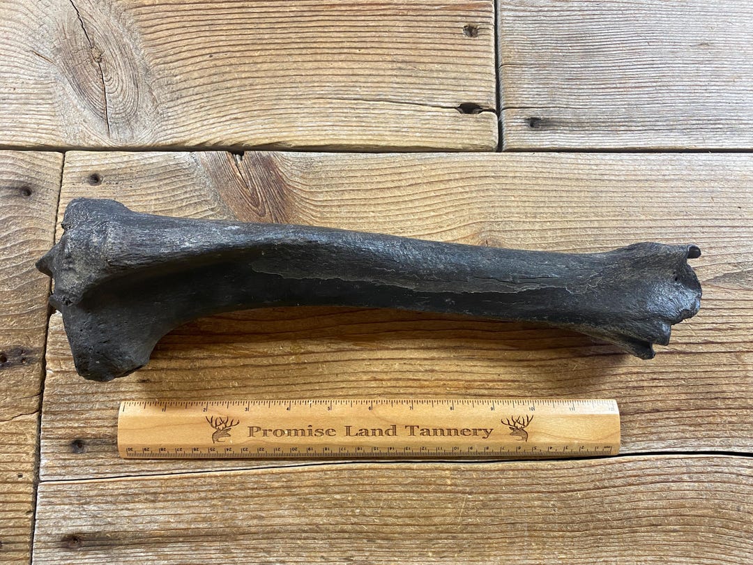 Fossil Bison Tibia Bone - Nebraska - Lot No. 240609-NN - Etsy
