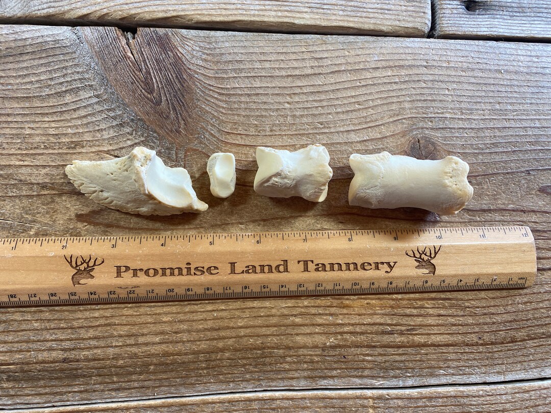 Cow Rear Toe Bone Set - Real Bones - Lot No. 230302-DDD - Etsy