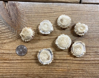 Deer Antler Burrs - Etsy