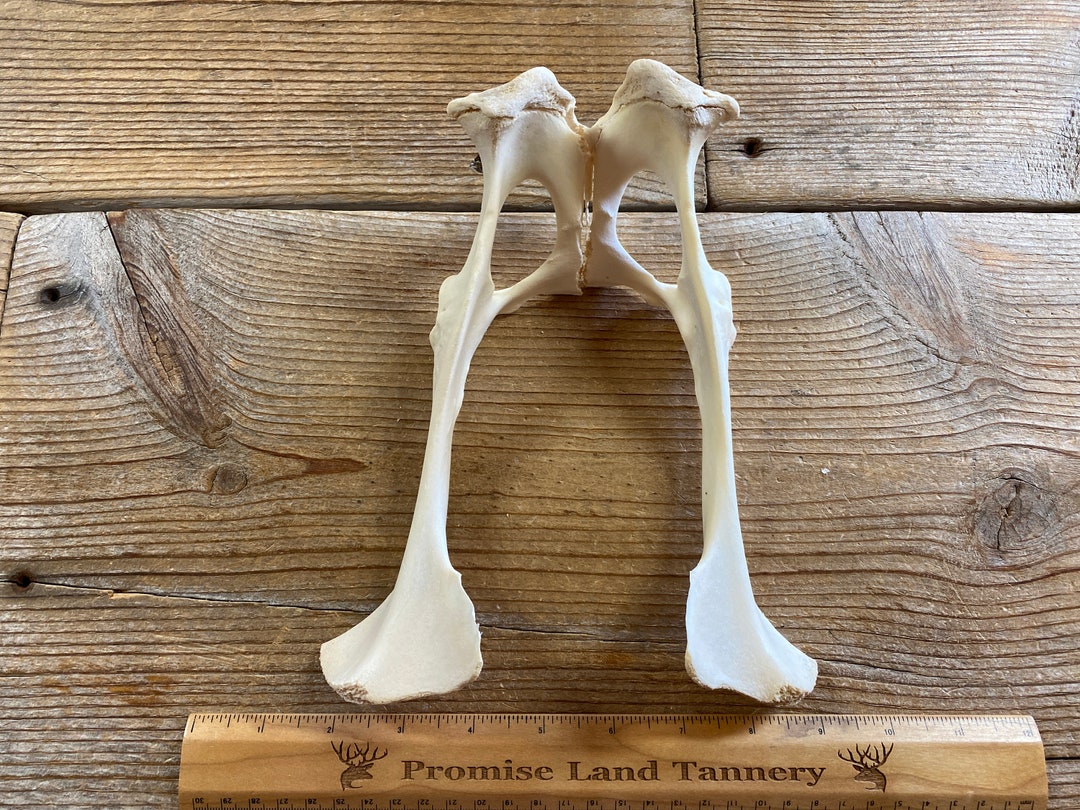 Goat Pelvis - Real Bone - Lot No. 231008-AAA - Etsy