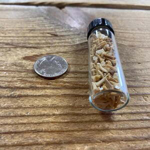 Vial of Rabbit Claw Bones - Real Bones - Lot No. 240425-VVV - Etsy