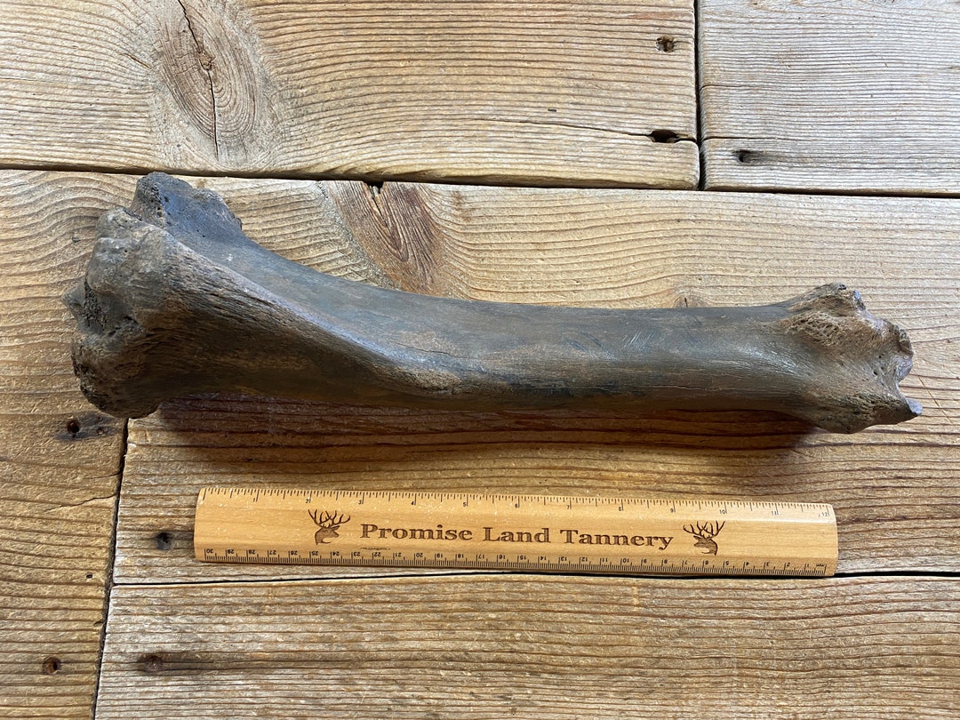 Fossil Bison Tibia Bone - Nebraska - Lot No. 221203-Z - Etsy
