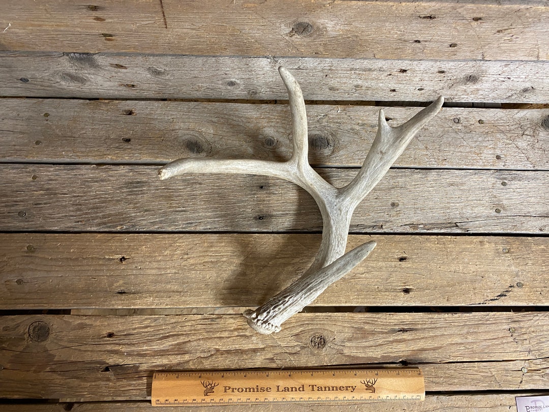 Medium Weathered Shed Whitetail Deer Antler - 5 Point - Lot No. 240502 ...