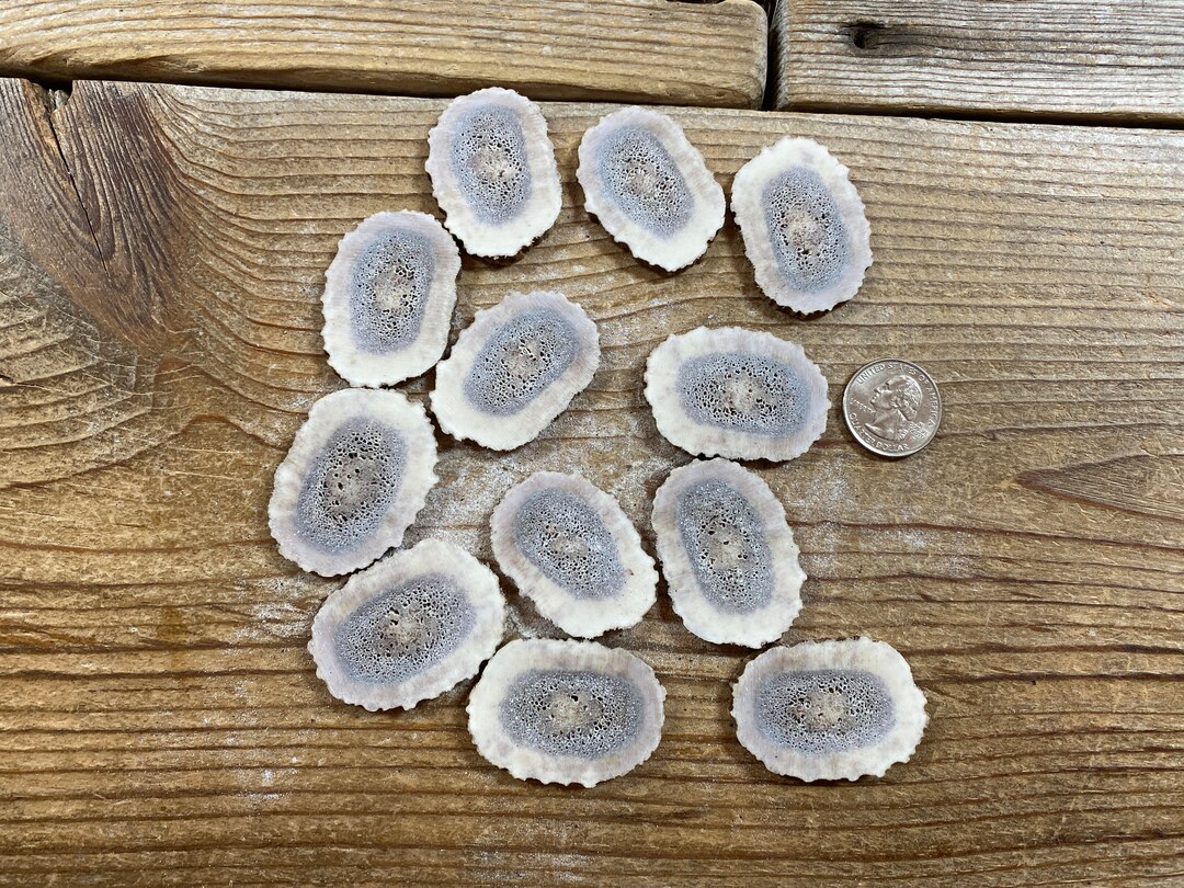 Lot of Elk Antler Slices - 12 Thin Cut Slices - Jumbo - Lot No. 231116 ...